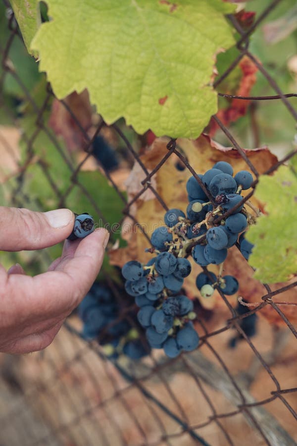Person Picking Black Grape Growing on a Tree Behind a Grid Fence Stock ...