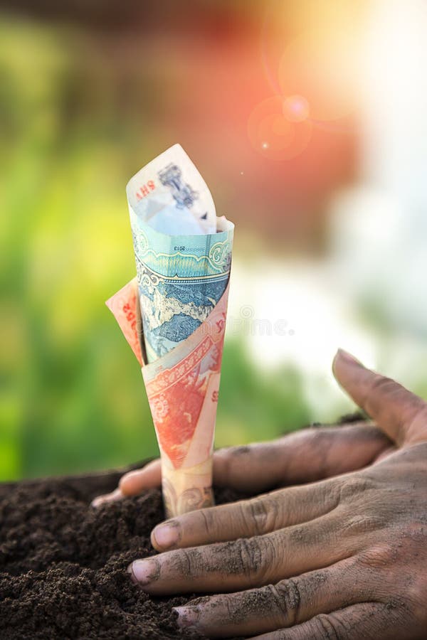 Person Planting Money Plants Stock Image - Image of person, soil: 70276983