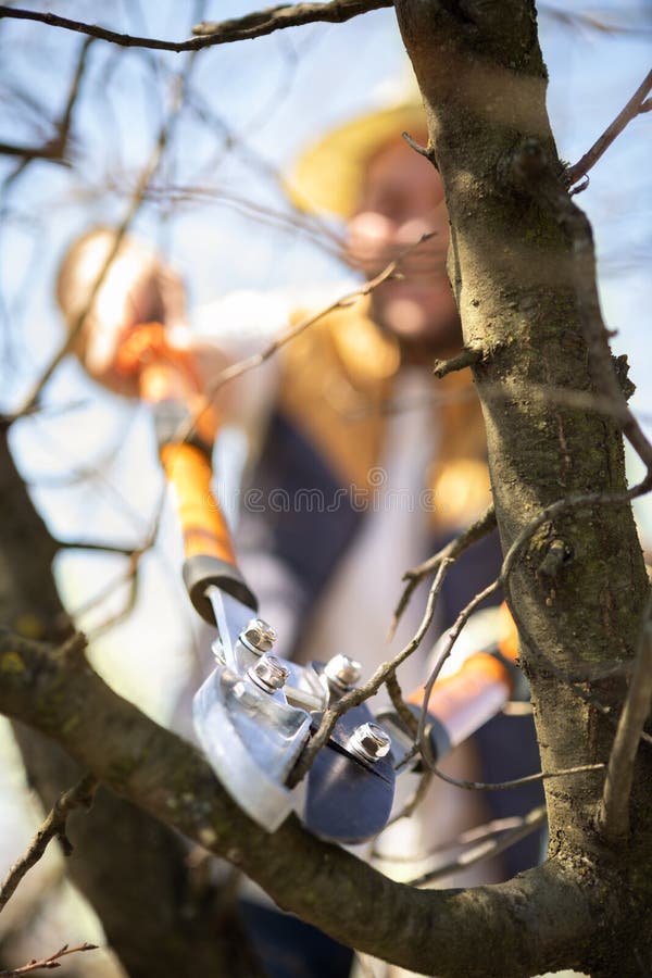Person Pruning a Tree Fruit Stock Photo - Image of hand, holding: 174459766