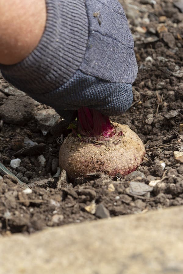 Person Pulling Beetroot from a Garden Vegetable Plot Stock Photo ...