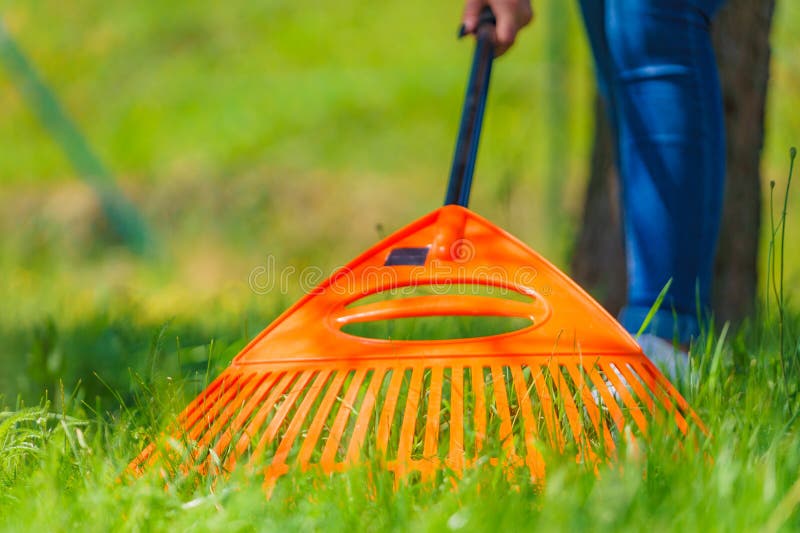 Person raking green lawn stock photo. Image of raking - 287997824