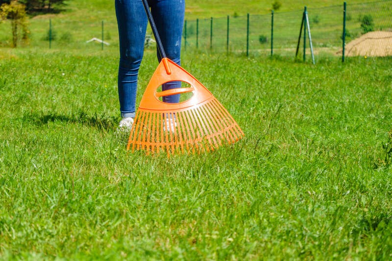 Person raking green lawn stock photo. Image of raking - 347232050