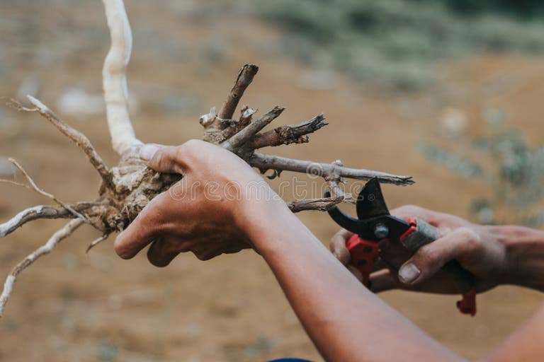 A Person& X27;s Hand is Cutting Tree Roots Using a Cutting Tool Stock ...