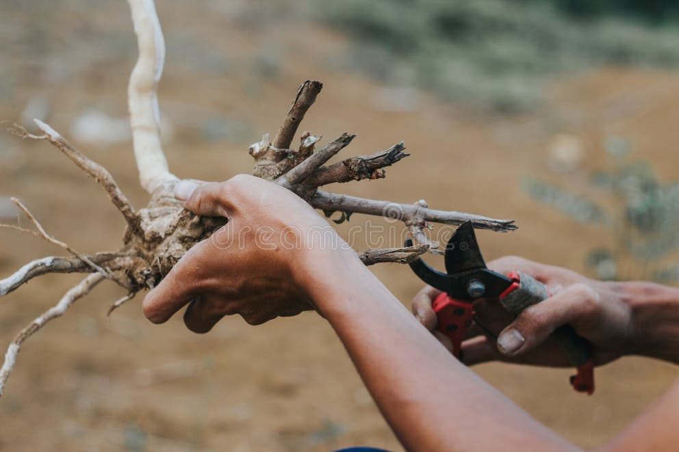 A Person& X27;s Hand is Cutting Tree Roots Using a Cutting Tool Stock ...