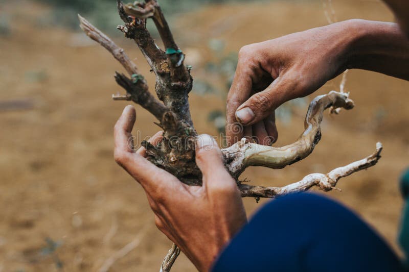 A Person& X27;s Hand is Holding a Dry Tree Root Stock Photo - Image of ...