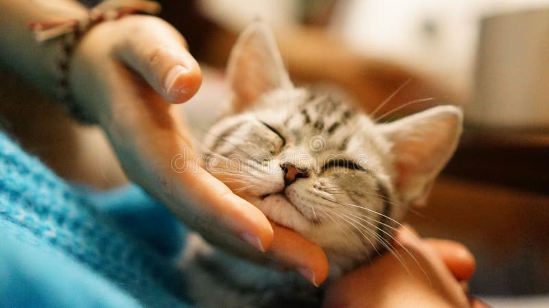 Person S Hand Petting a Cute Cat Stock Image - Image of purebred ...
