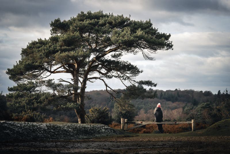 A Person Sat Next To a Tree in the New Forest Stock Photo - Image of ...