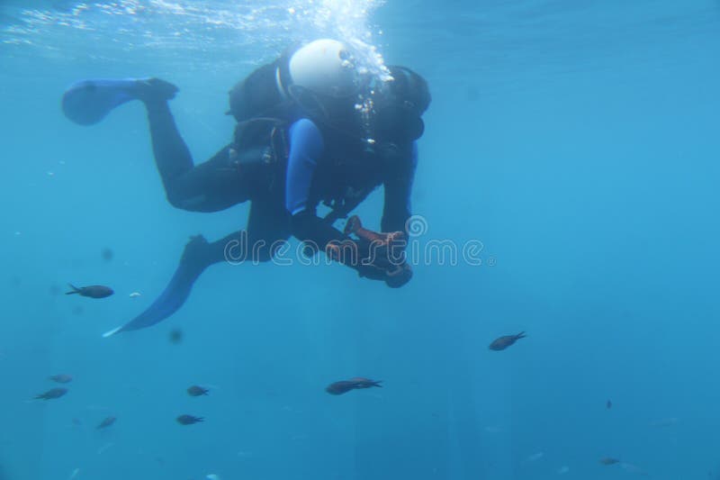 Person Scuba Diving in Ocean Water Stock Photo - Image of float ...