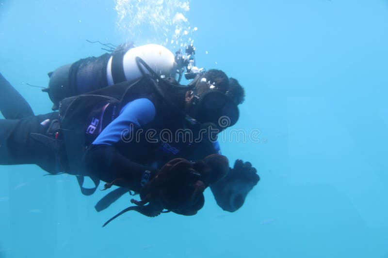 Person Scuba Diving in Ocean Water Stock Photo - Image of leisurely ...