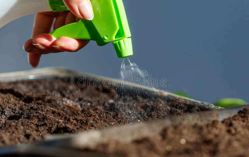A Person is Spraying Water on the Ground Stock Photo - Image of hand ...