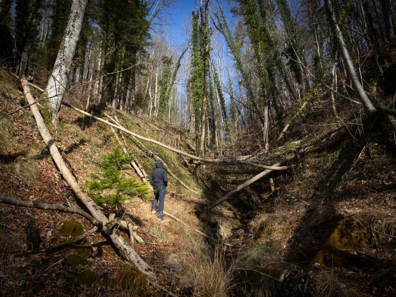 Person Standing in the Forest with Fallen Trees Stock Photo - Image of ...