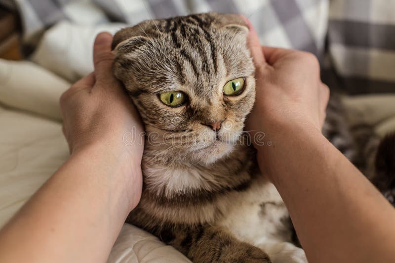 A Person Stroking Hands Surprised Cat Scottish Fold Stock Photo - Image ...