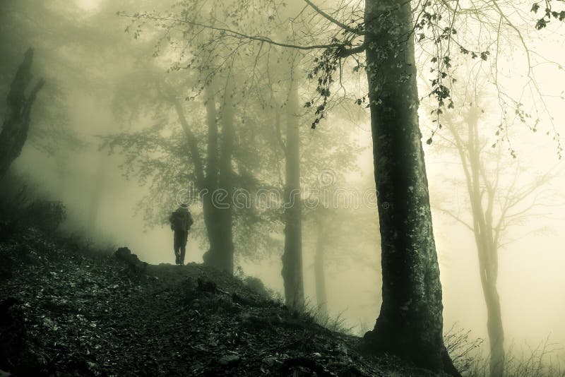 Person Strolling through a Forest Path Stock Photo - Image of path ...