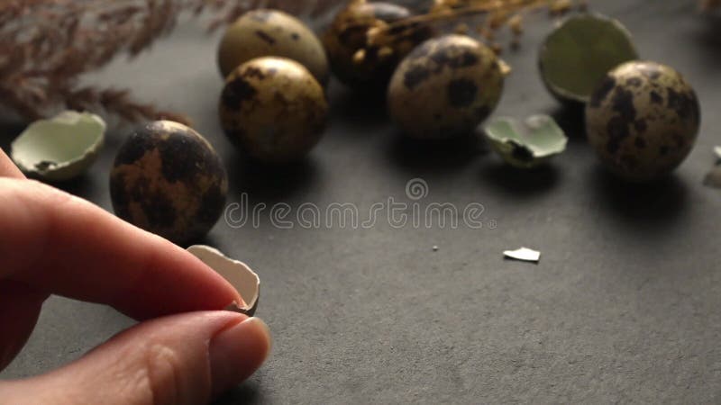 Person Takes Eggshell from Table with Small Spotted Eggs Scattered on ...