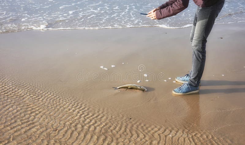 A Person Taking a Photo of a Dead Fish on the Beach Stock Photo - Image ...