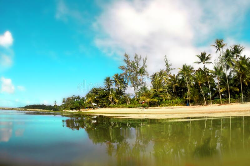 Person Taking Photo of Green Leafed Tree Lot with Sand Bar Stock Photo ...