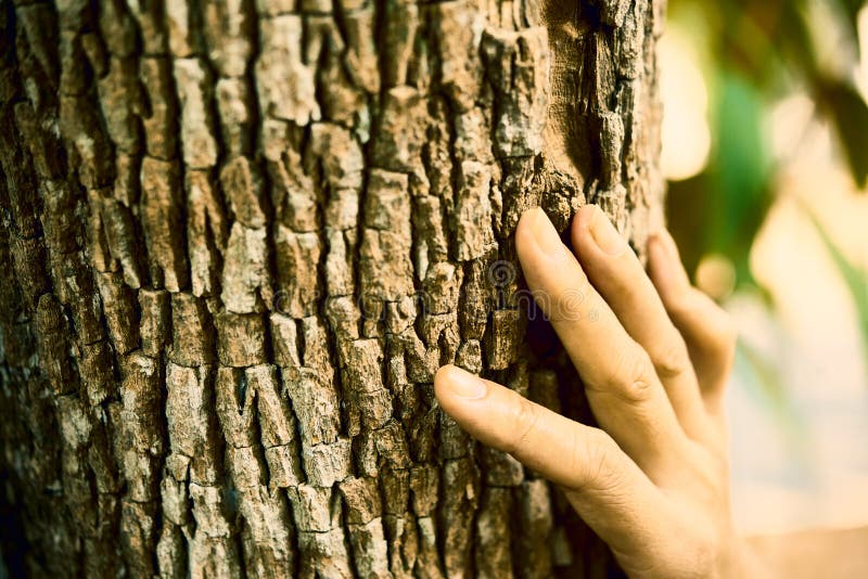 Person touching tree bark stock image. Image of woods - 142904863