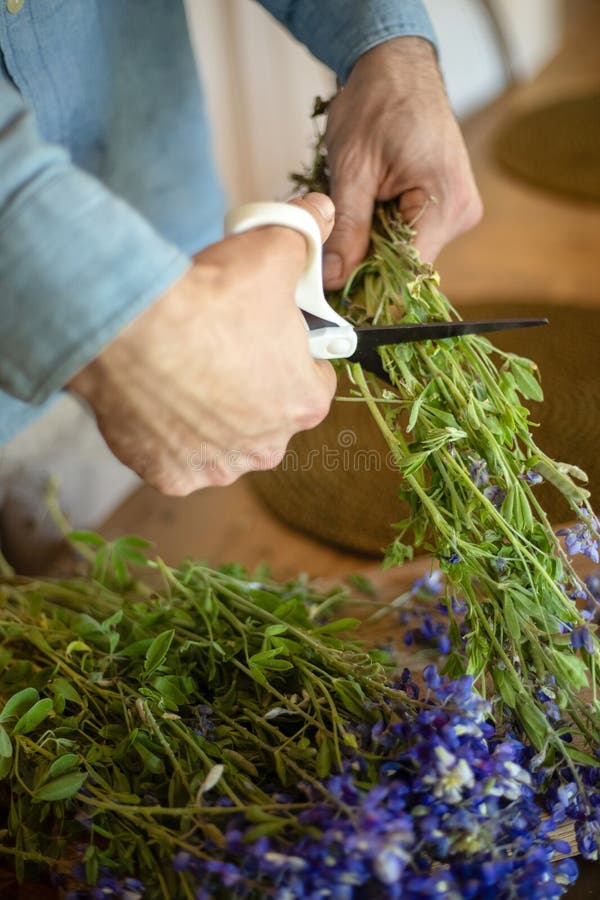 Person Using Various Hand Tools To Trim Blue Bonnets Stock Photo ...