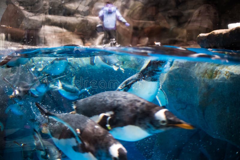 Penguin enclosure stock image. Image of turquoise, habitat - 169451545