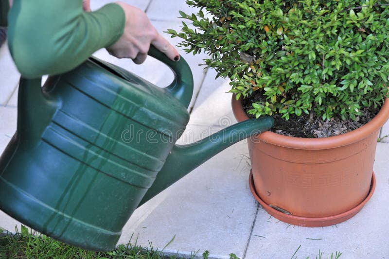 Person Watering Plant in Pot Stock Photo - Image of plant, hand: 5050536