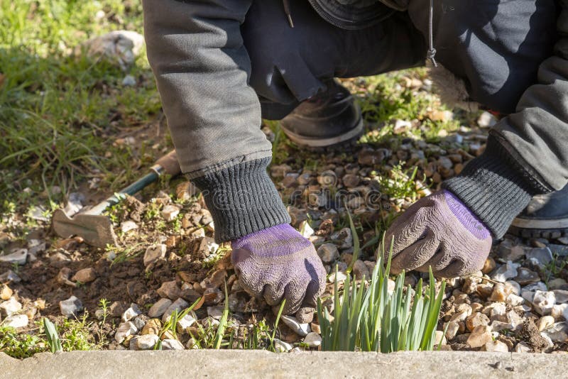 Person weeding stock image. Image of center, environment - 172887763