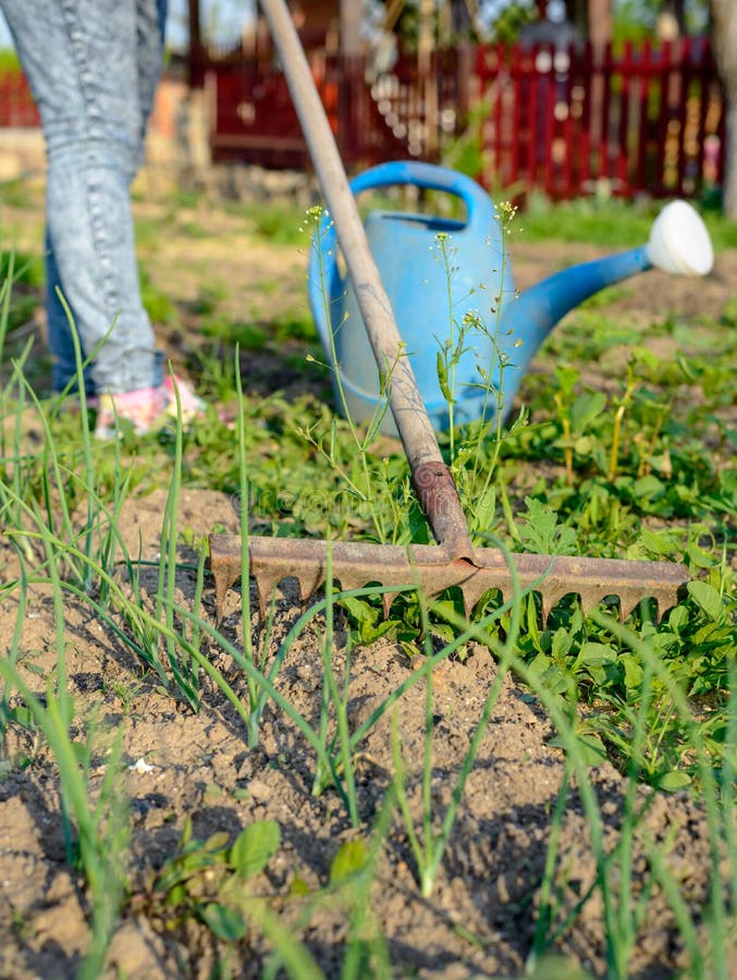 Woman Weeding Her Summer Vegetable Garden Stock Photo - Image of ...