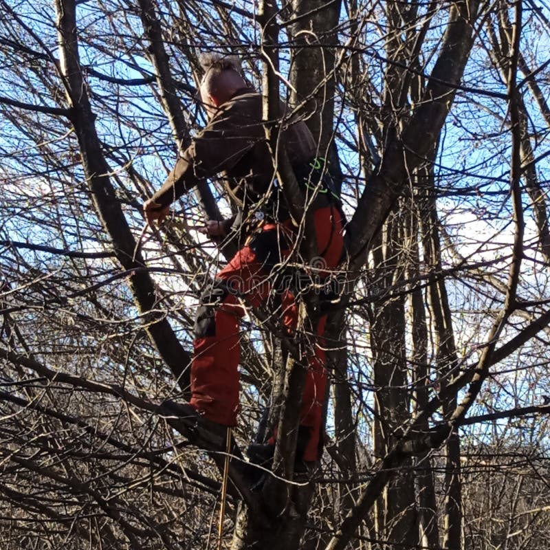 Person Working at Height during Tree Care Editorial Photo - Image of ...