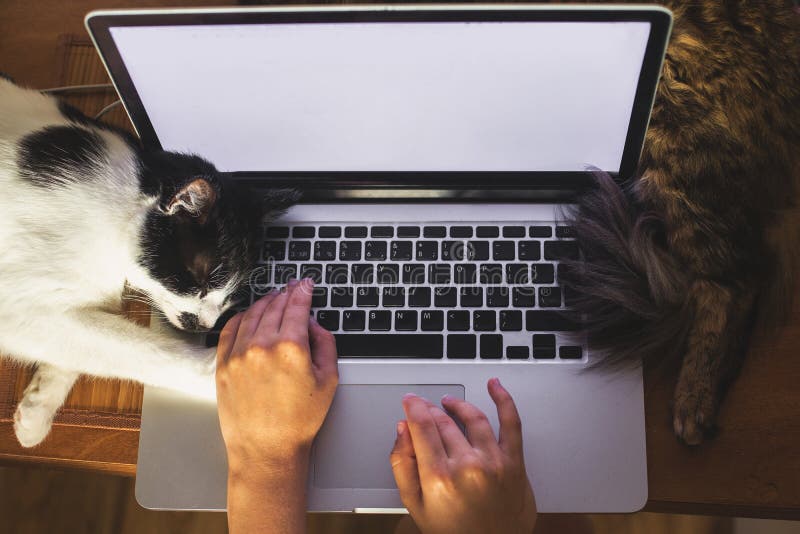 Person Working on Laptop with Empty Screen and Cute Cats Sleeping at ...