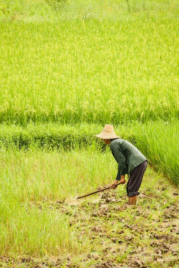 Person Working on Rice Field Editorial Image - Image of rural, green ...