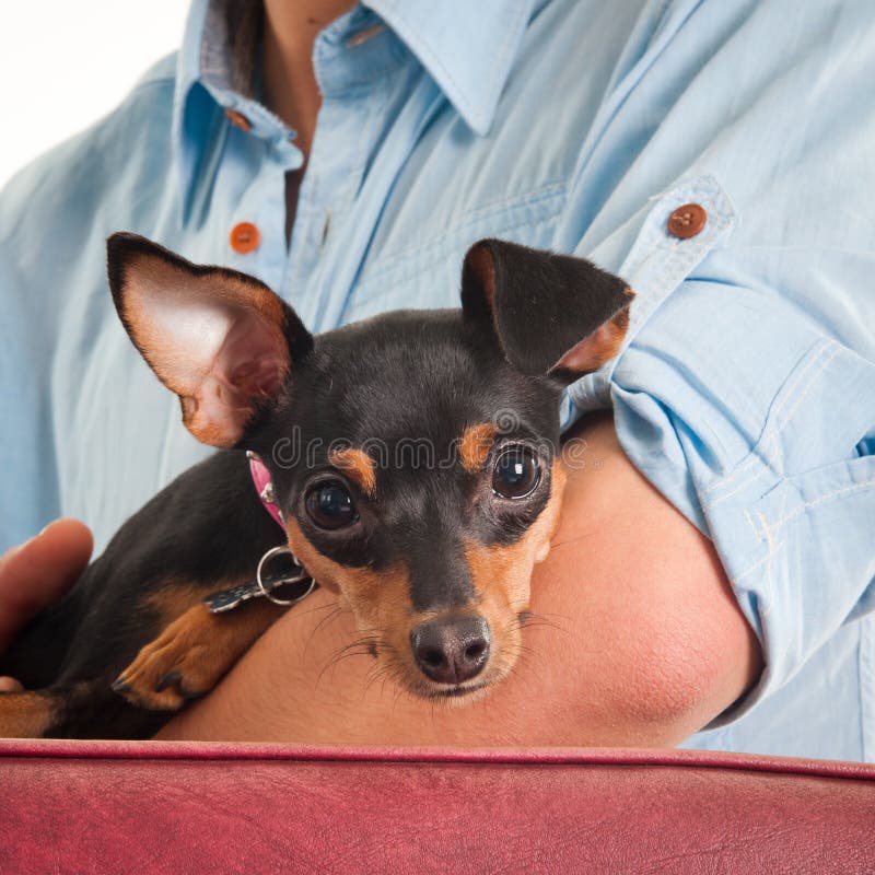 Perrito de Pincher imagen de archivo. Imagen de canino - 17348033
