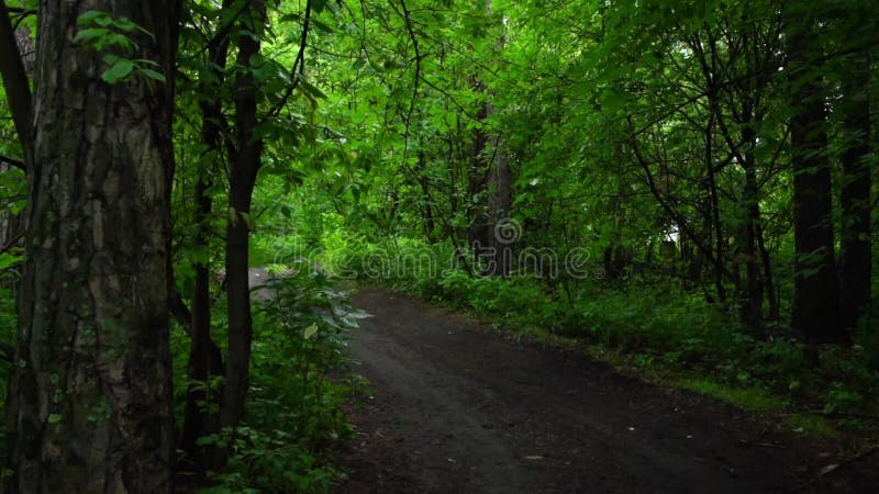 Personal Perspective of Walking in the Emerald Green Summer Forest. POV ...