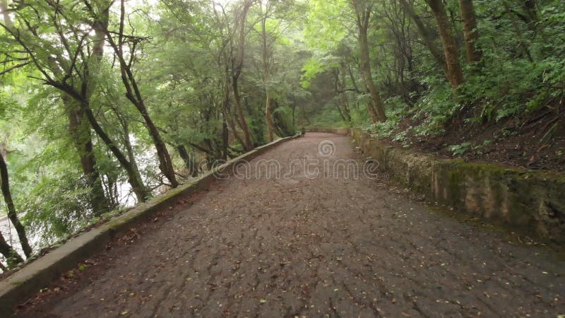 Rainforest Stock Footage & Videos - 62,786 Stock Videos