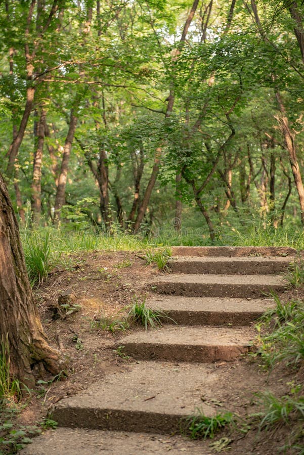 Personal Perspective of Walking on a Path in the Forest. Stock Image ...