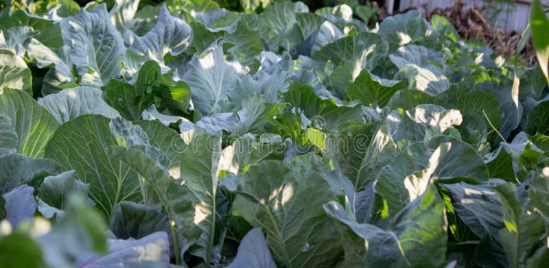 A Personal Plot with a Garden Bed. Farm Beds. Ecological Products Stock ...