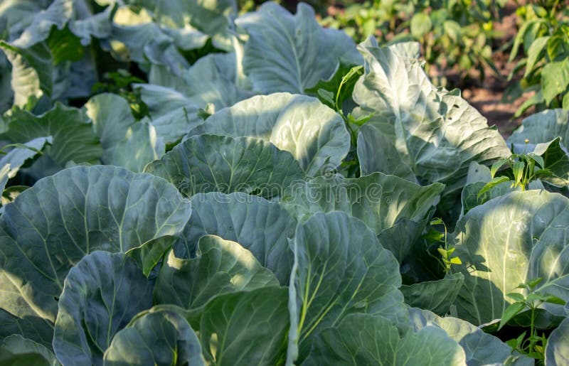 A Personal Plot with a Garden Bed. Farm Beds. Ecological Products Stock ...