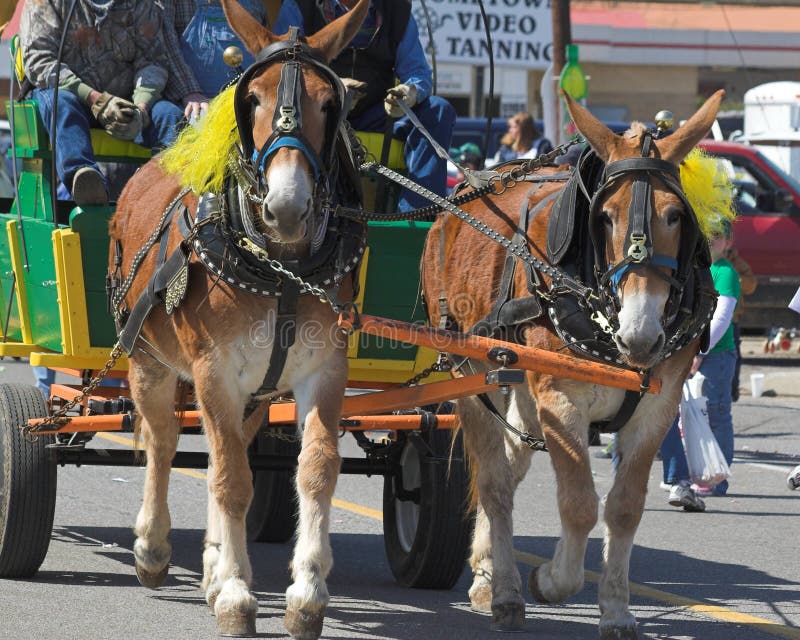 501 Carro De La Mula Fotos de stock - Fotos libres de regalías de ...