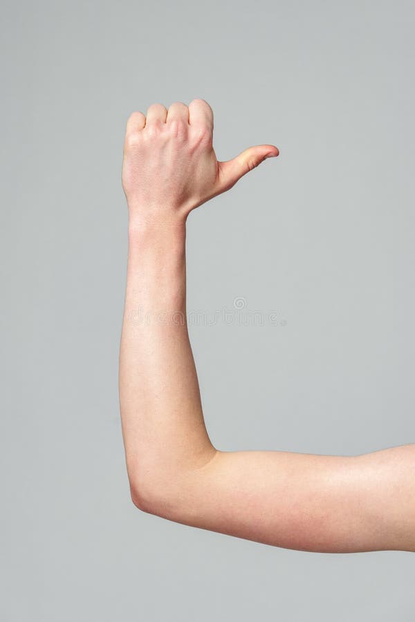 Flexed Forearm Demonstrating the Muscular System Against a Gray ...