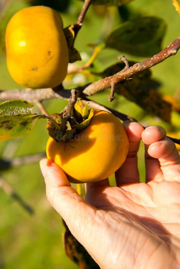 Persons Hand Picking a Ripe Asian Persimmon on a Tree Stock Photo ...