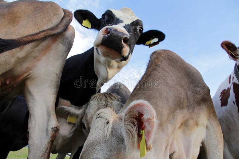 Mirada Curiosa, Divertida De Una Vaca Foto de archivo - Imagen de ...