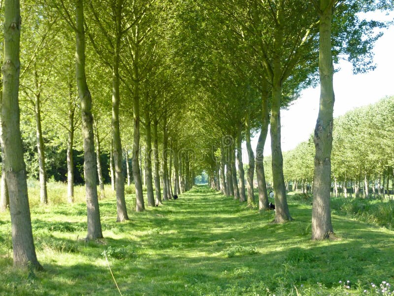 Perspective stock image. Image of landscape, tree, countryside - 15393529