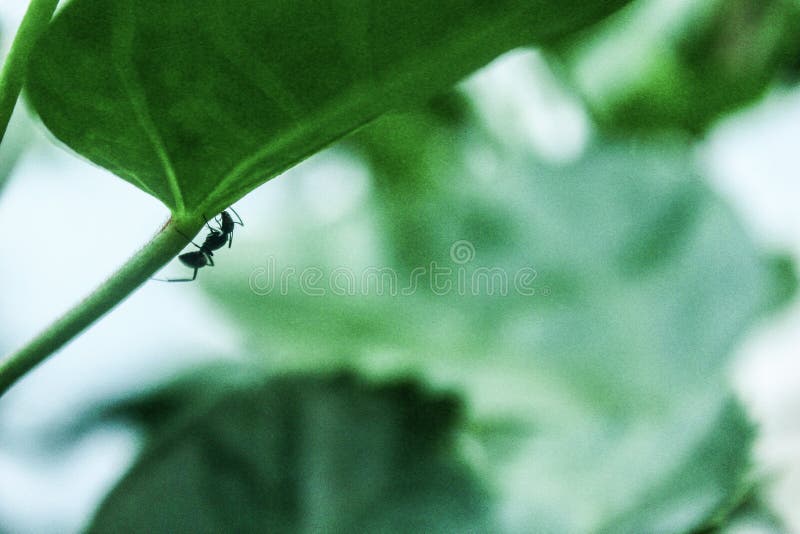 367 Perspective Ant Stock Photos - Free & Royalty-Free Stock Photos ...