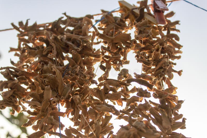 Perspective Back Shoot of Dried String Beans Hanged on Rope at Sunset ...