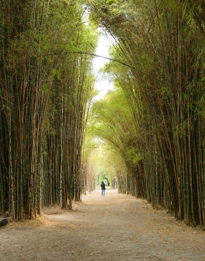 473 Perspective Beautiful Bamboo Forest Stock Photos - Free & Royalty ...