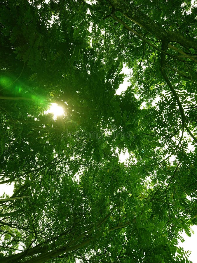 Low Angle, Tree with Flare from Sun Shine in the Morning Stock Image ...