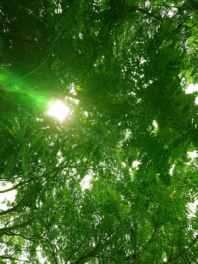 Low Angle, Tree with Flare from Sun Shine in the Morning Stock Photo ...