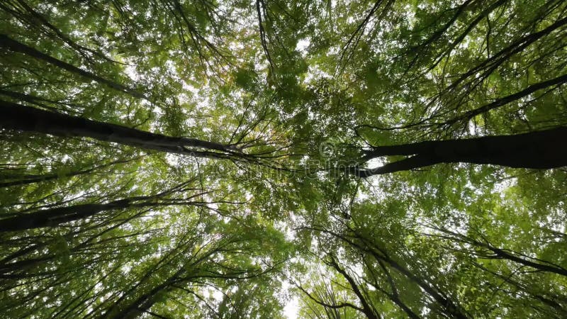 View from Below: a Unique Perspective, Looking Up from the Forest Floor ...