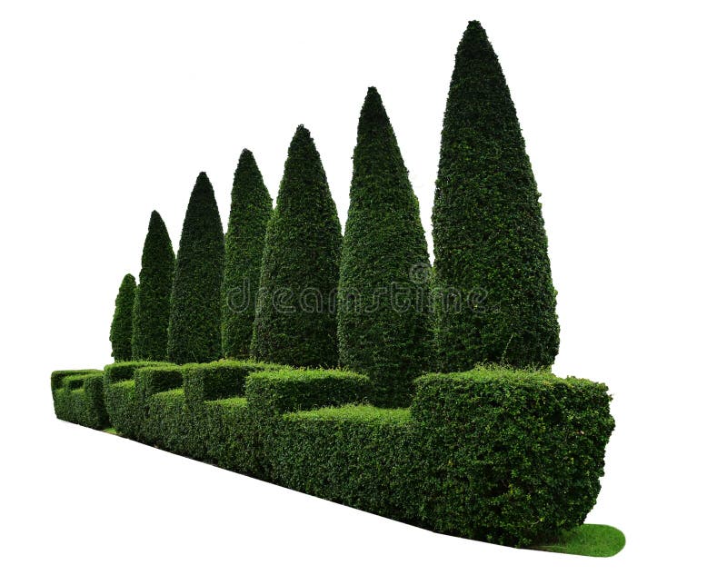 1,504 Perspective Tree Isolated White Background Stock Photos - Free ...