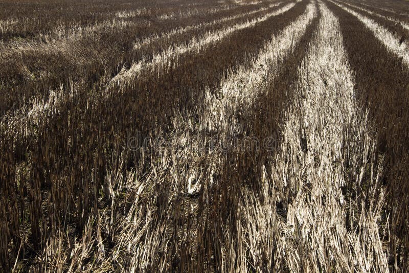 Perspective farm rice stock photo. Image of environment - 40855460
