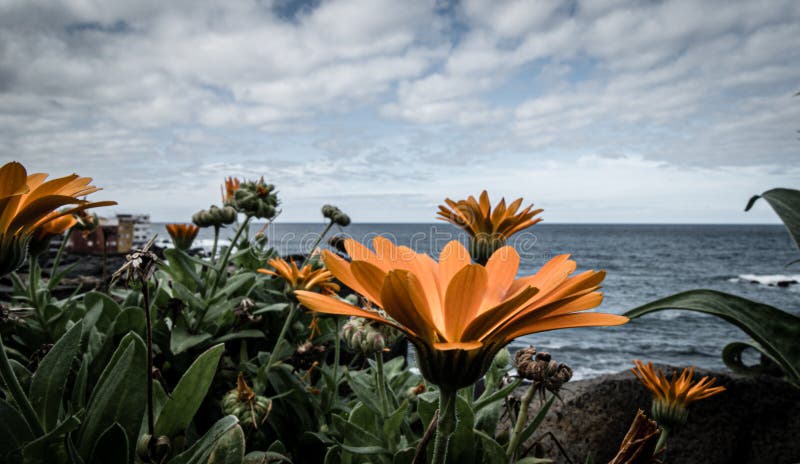 Perspective Flower Shot on the Rocky Coast of the Atlantic Stock Image ...