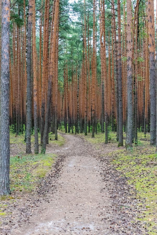 Perspective with a Forest Path Going Deep into a Pine Forest. Stock ...